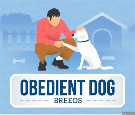 单词详解 | obedient - 英语接口