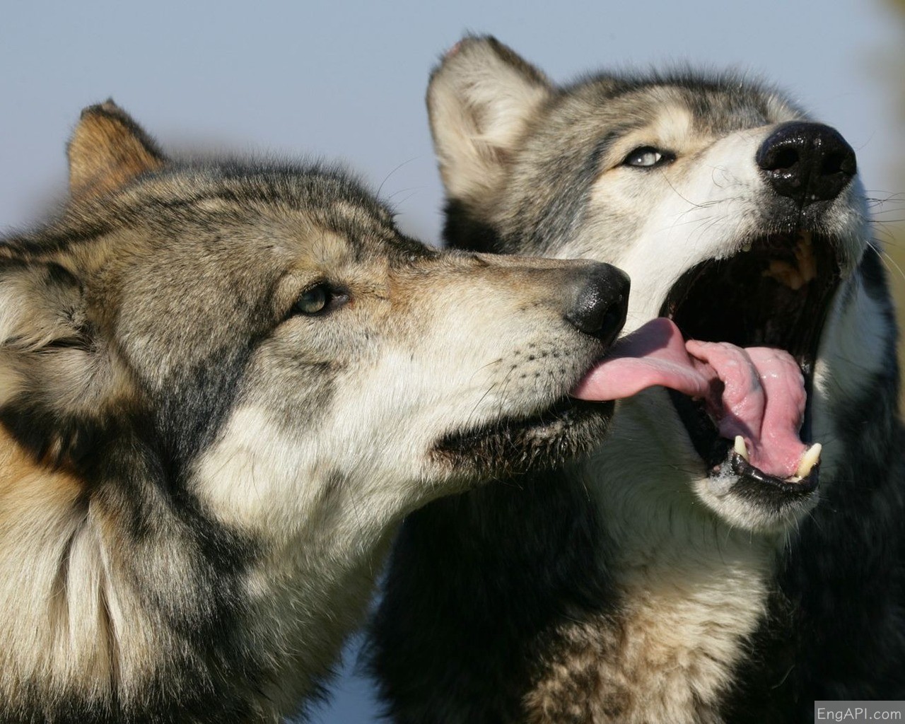 单词详解 | ravenous - 英语接口