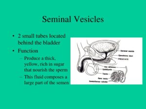 单词详解 | seminal - 英语接口